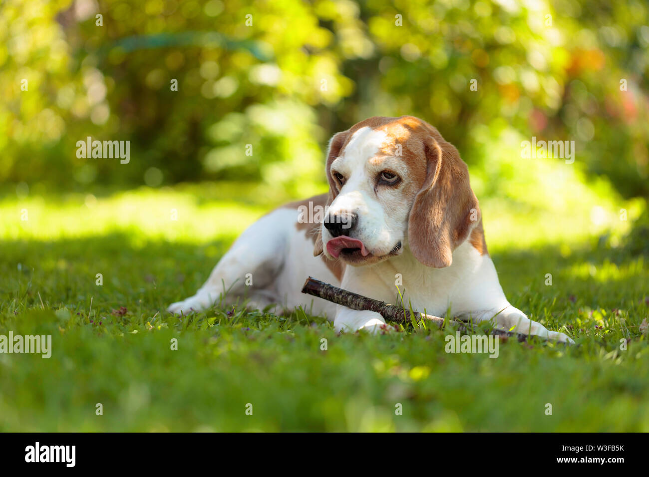 Biting grass hi-res stock photography and images - Alamy