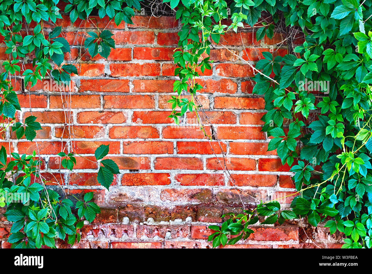 brick wall overgrown with ivy in the background Stock Photo - Alamy