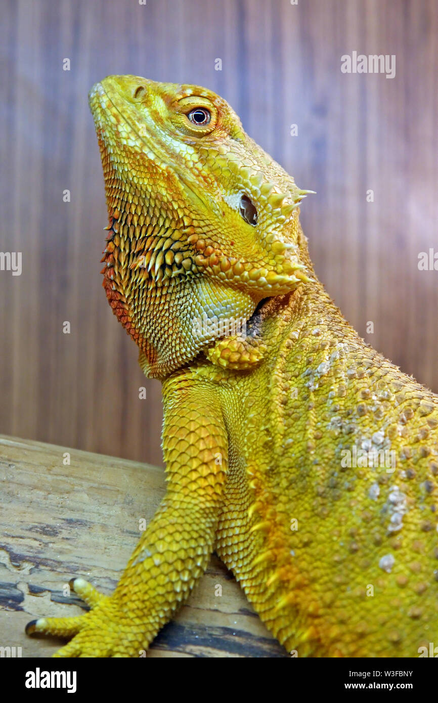 Species of agamid lizard hi-res stock photography and images - Alamy