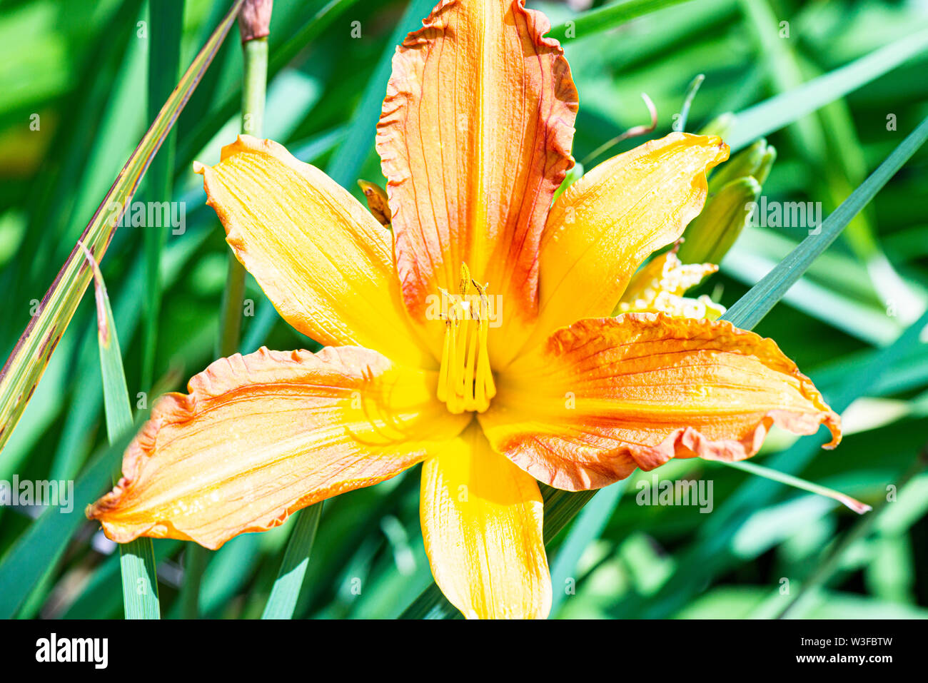 The flower of a common orange daylily (Hemerocallis fulva Stock Photo ...