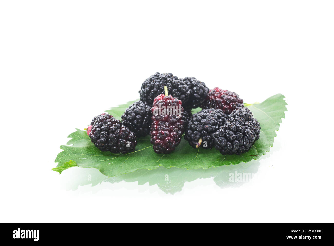 Black mulberry tree Cut Out Stock Images & Pictures - Alamy