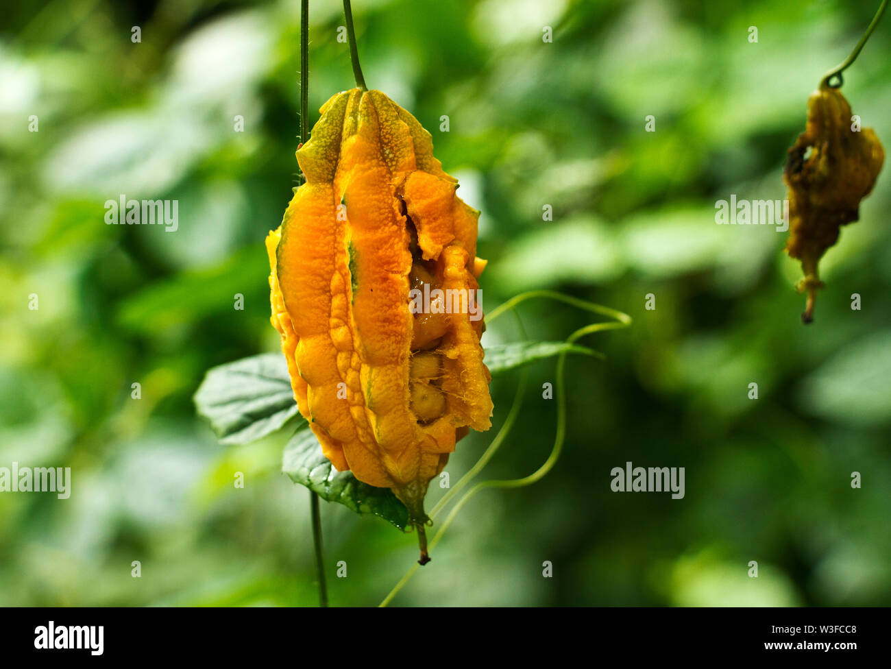 Balsam apple hi-res stock photography and images - Alamy