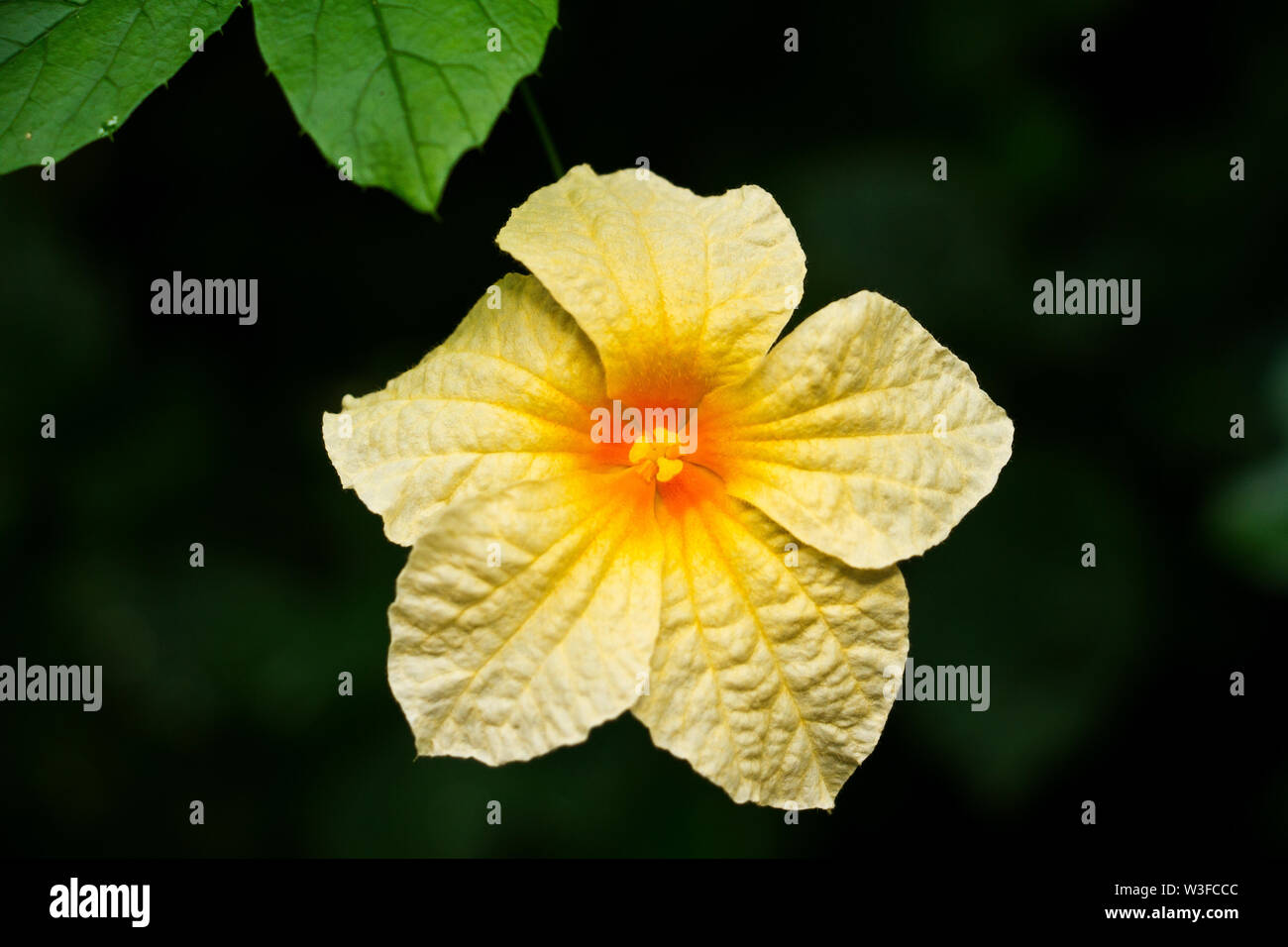 Balsam apple hi-res stock photography and images - Alamy