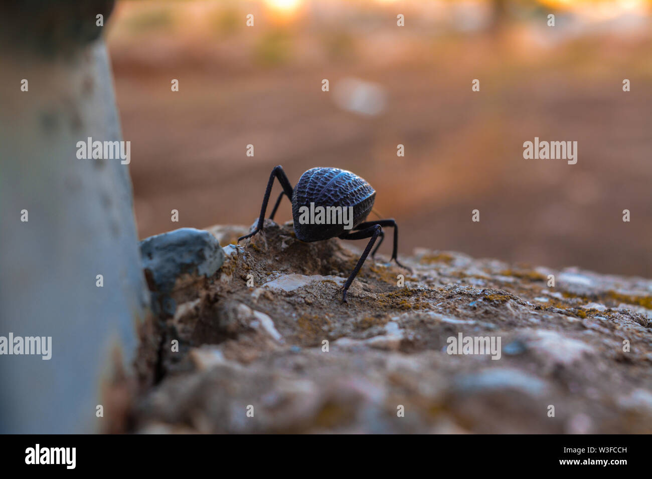 Land bug hi-res stock photography and images - Alamy