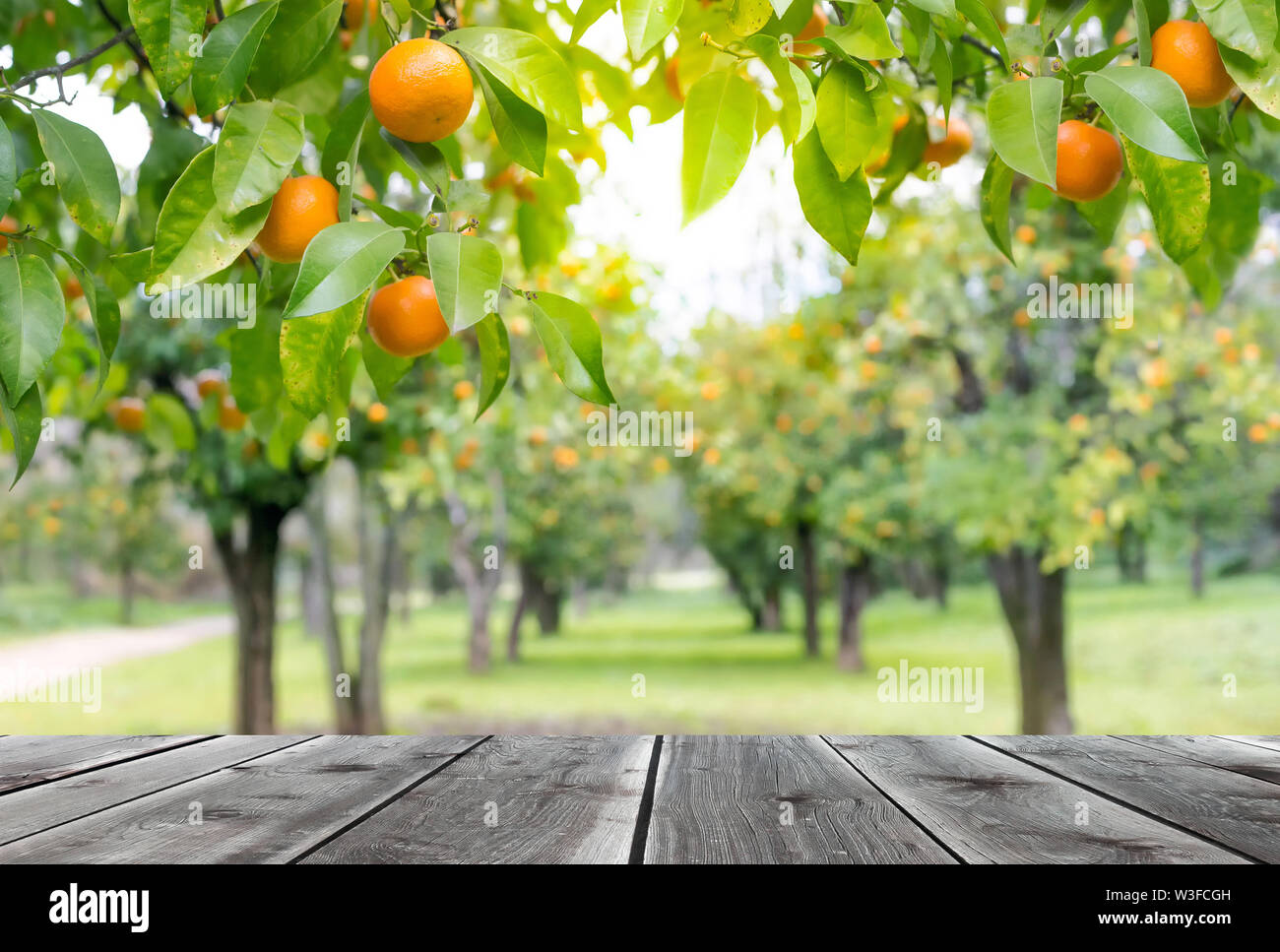 Wood table top with orange trees with fruits in sun light. For montage ...