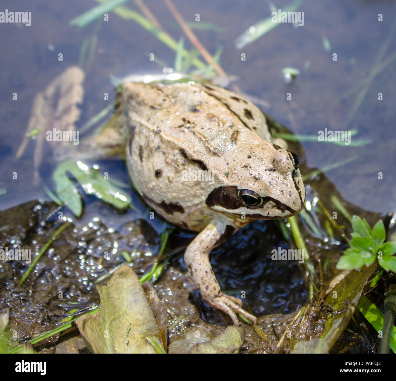 Pregnant frog hi-res stock photography and images - Alamy