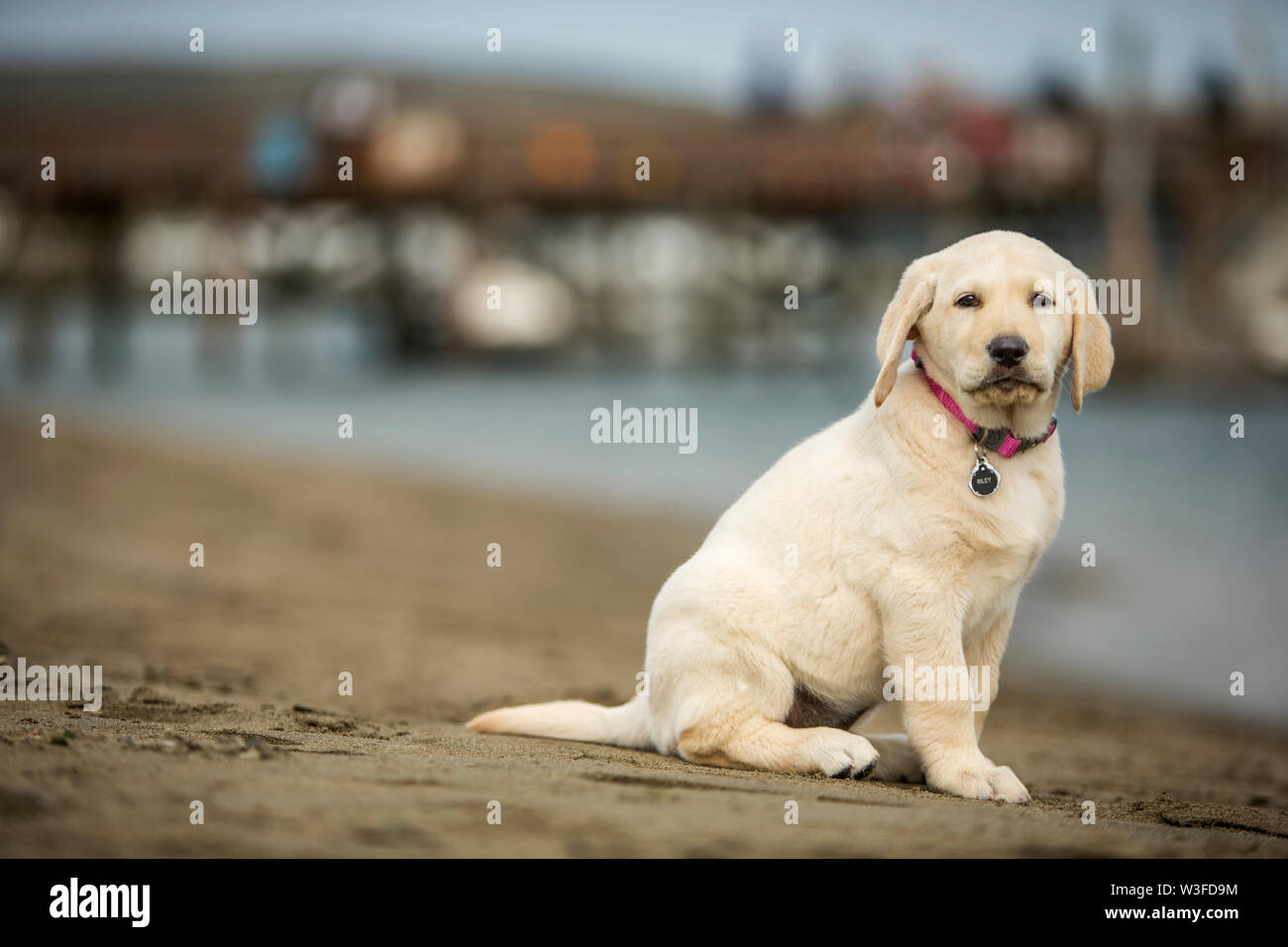 Golden labrador puppy at beach Stock Photo - Alamy