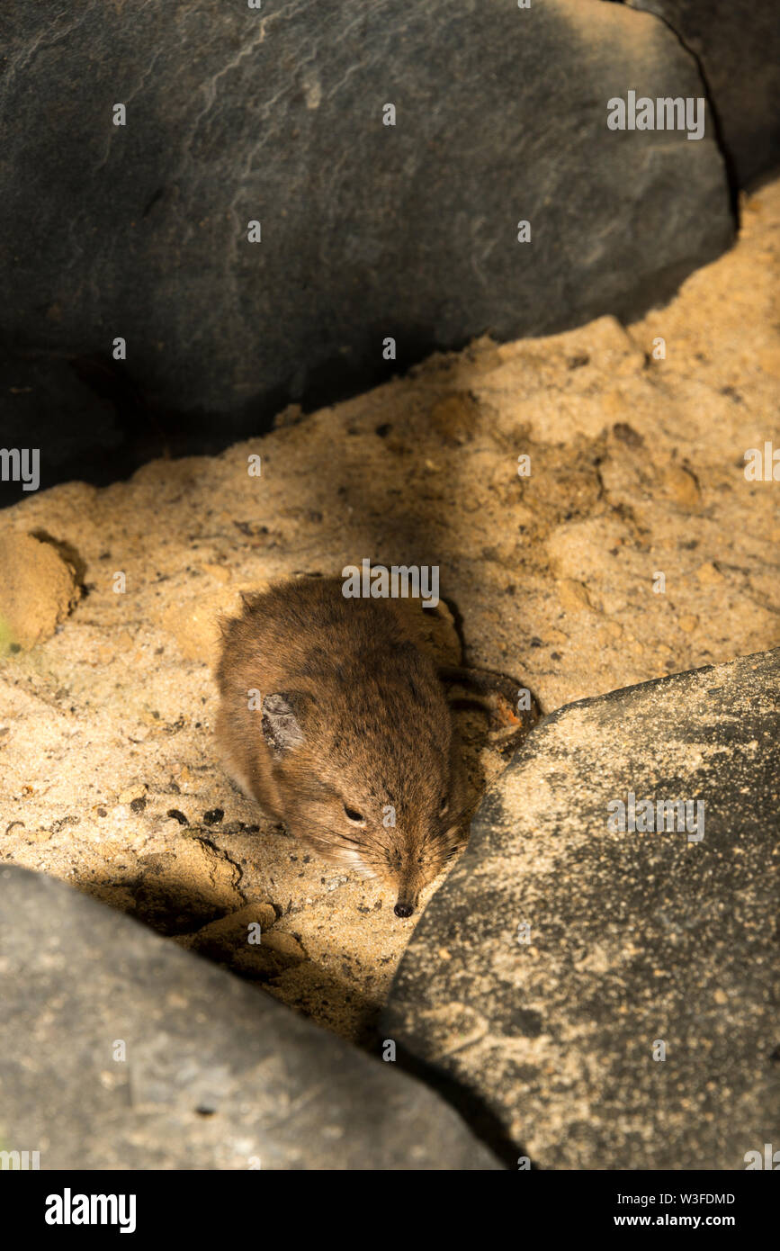 Round eared elephant shrew hi-res stock photography and images - Alamy