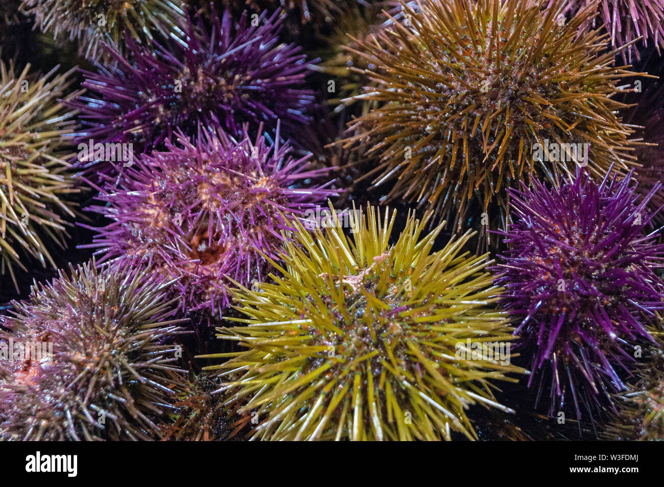 Atlantic purple sea urchin hi-res stock photography and images - Alamy