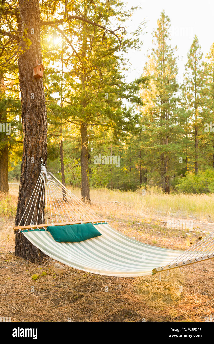 Empty hammock hanging from pine tree in backyard forest. Relaxing ...