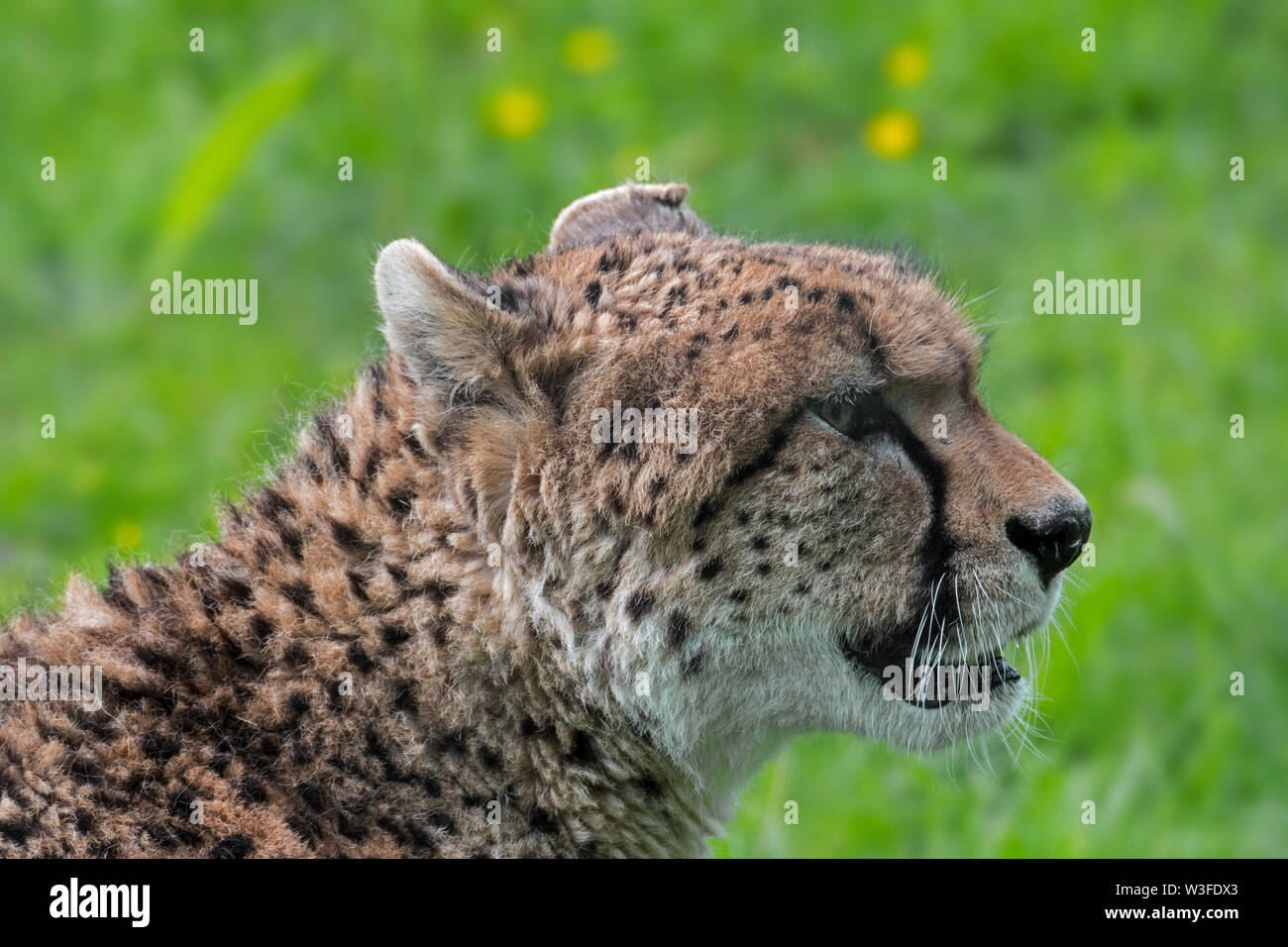 Northeast African cheetah / Sudan cheetah (Acinonyx jubatus ...