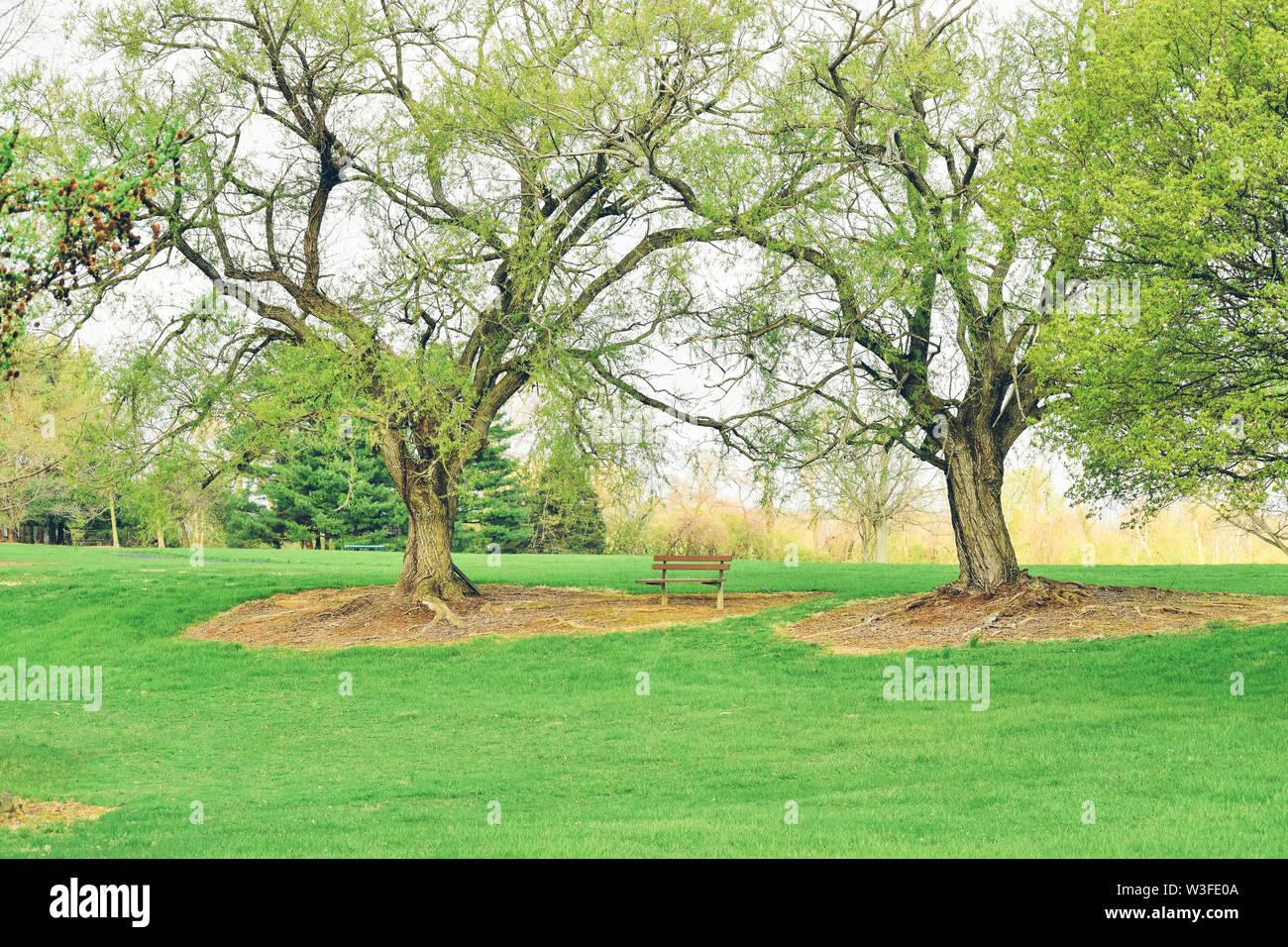 Two large trees in hi-res stock photography and images - Alamy