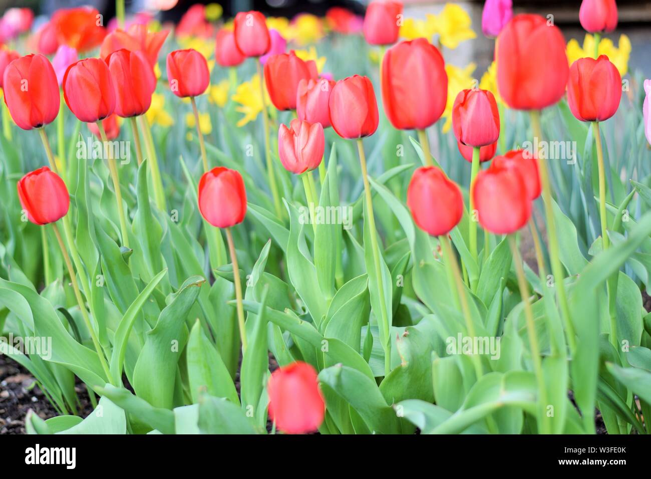 tulips in patch in city on spring day Stock Photo - Alamy