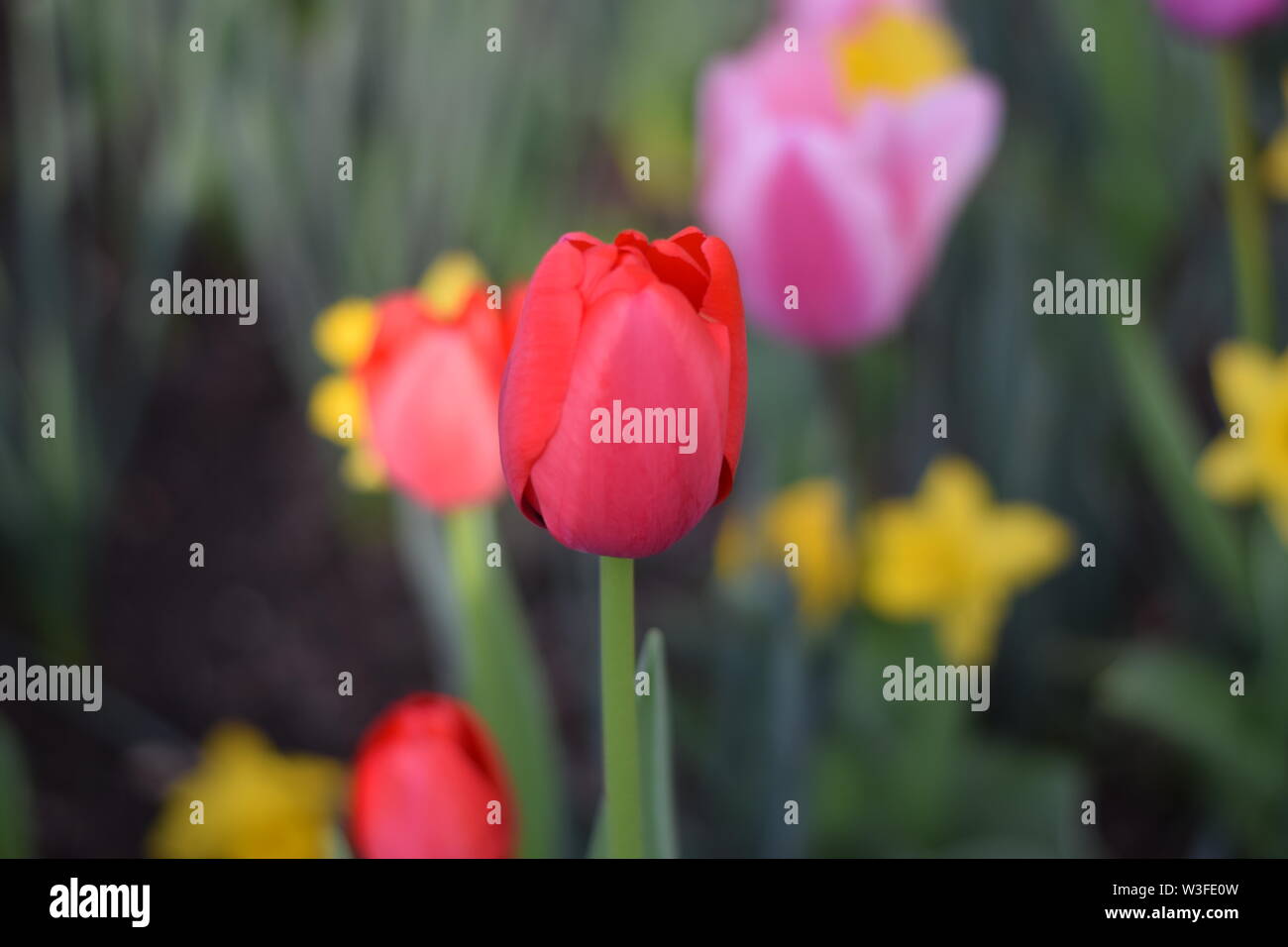 single tulip in tulip patch in the city Stock Photo - Alamy