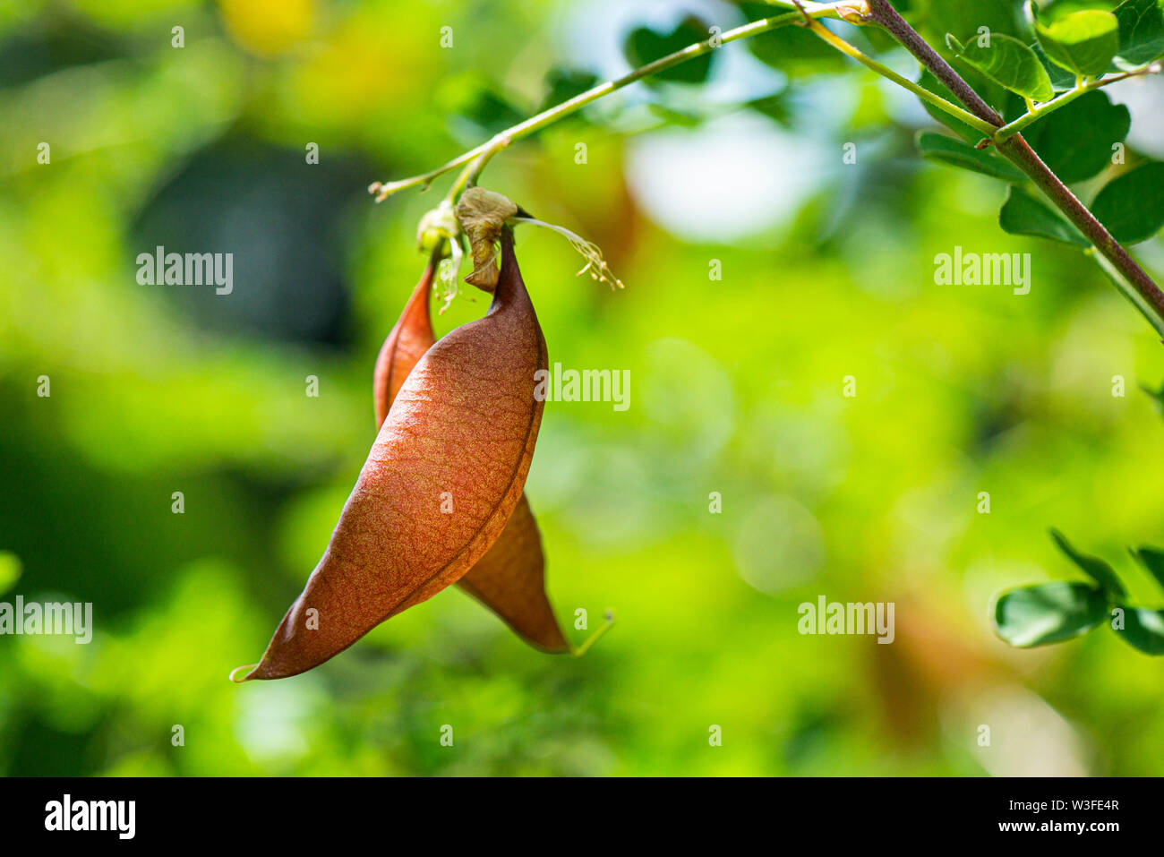 The inflated bladdery pods of a common bladder senna (Colutea ...