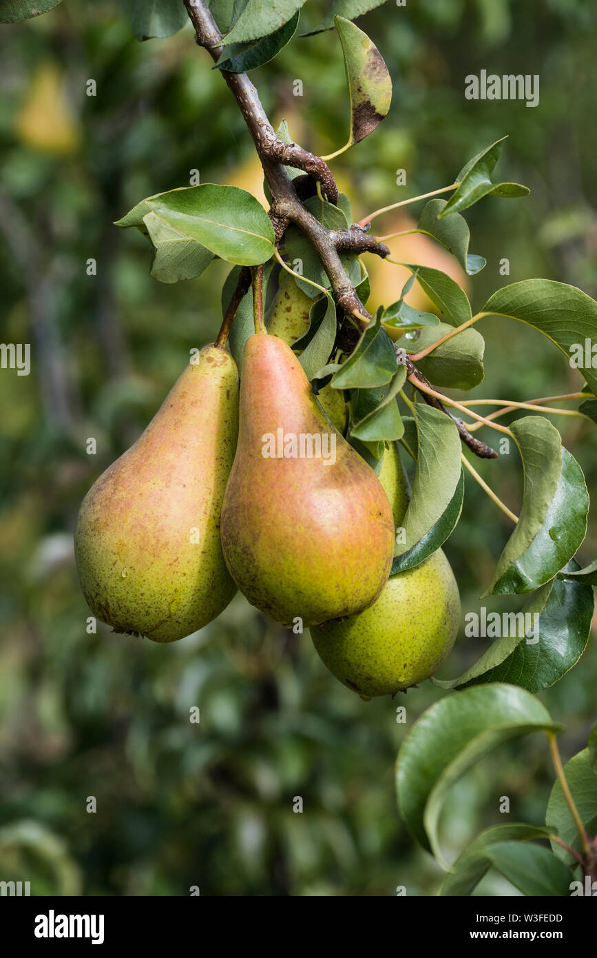 Three fresh pears hi-res stock photography and images - Alamy