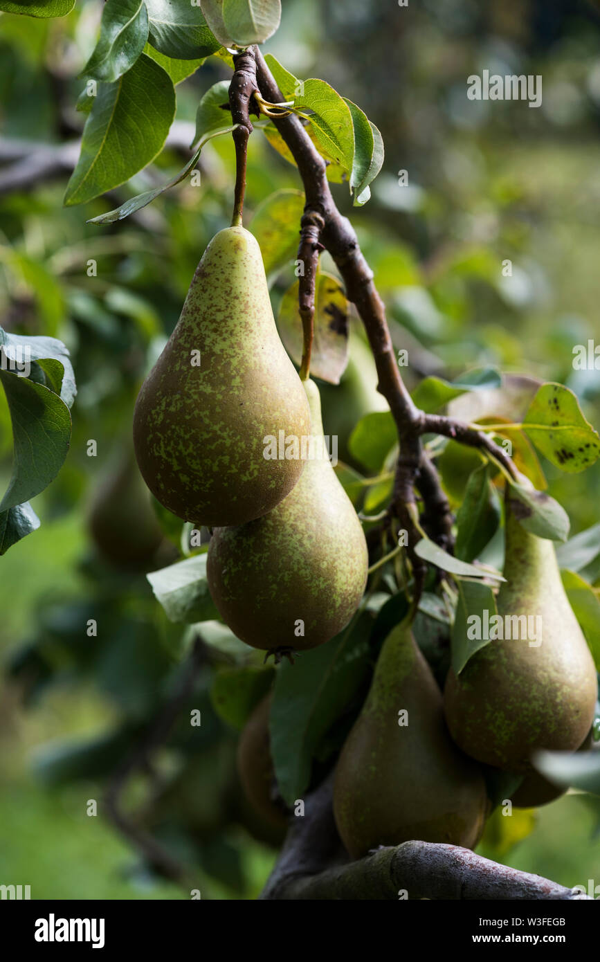 Conference agriculture hi-res stock photography and images - Alamy