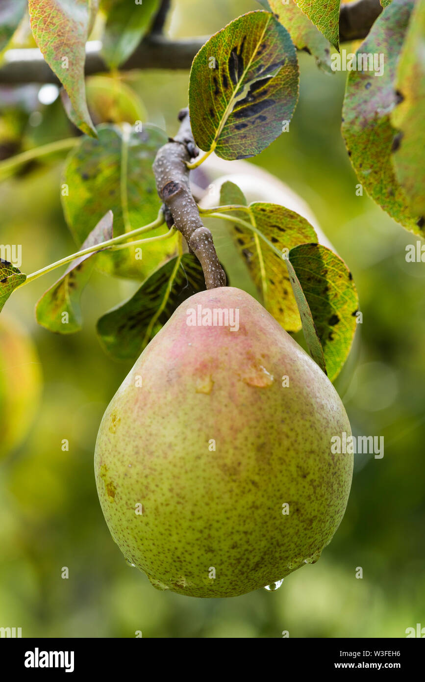 Comice pear hi-res stock photography and images - Alamy
