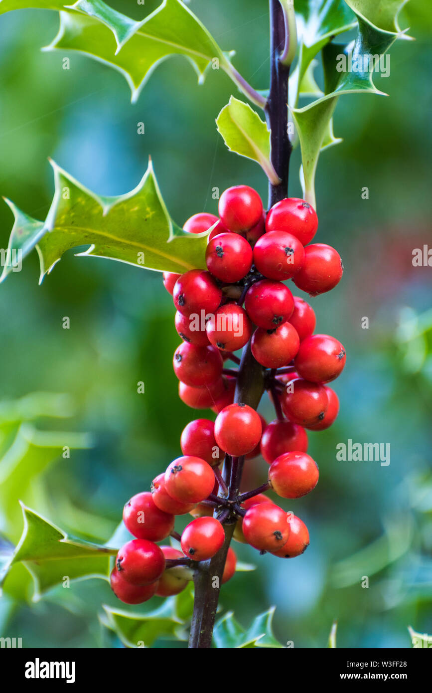 Bright Red Holly Berries High Resolution Stock Photography and Images ...