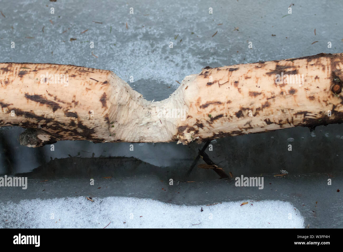 Traces of beaver activity in forest in winter. Nibbled trees in a ...