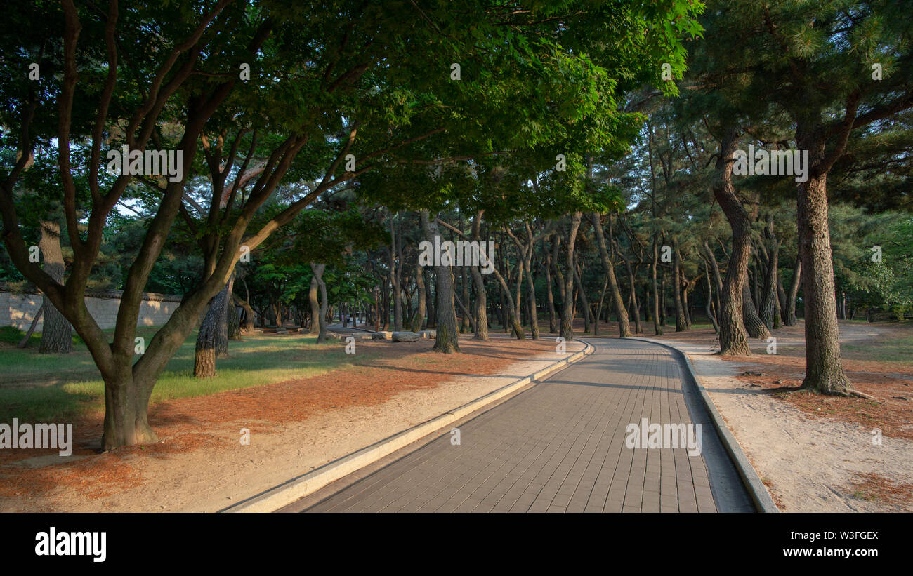Korean pine tree hi-res stock photography and images - Alamy