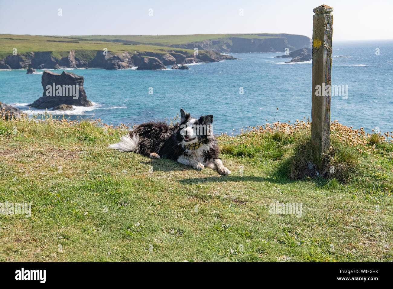 Cornish border hi-res stock photography and images - Alamy