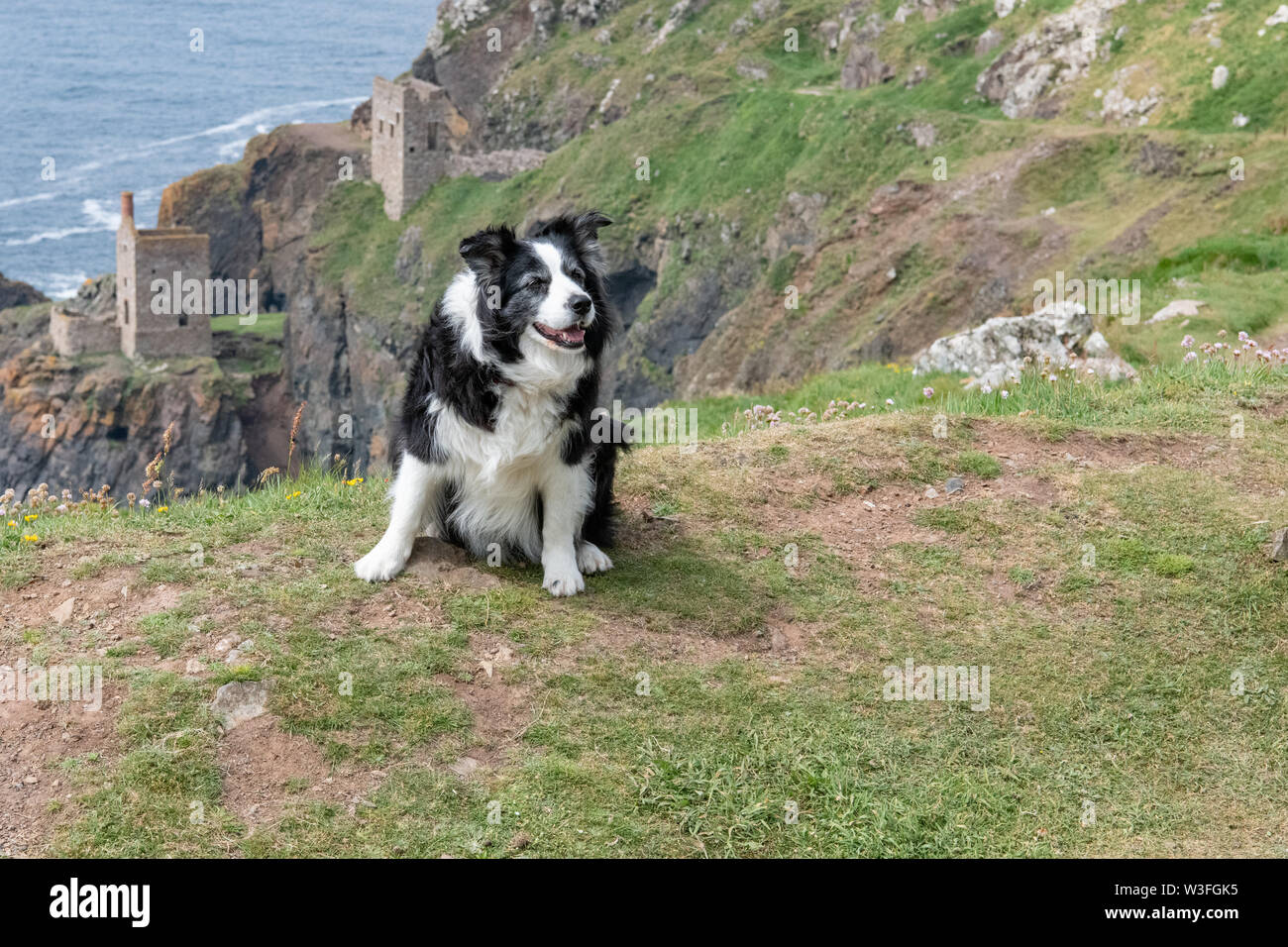 Cornish border hi-res stock photography and images - Alamy