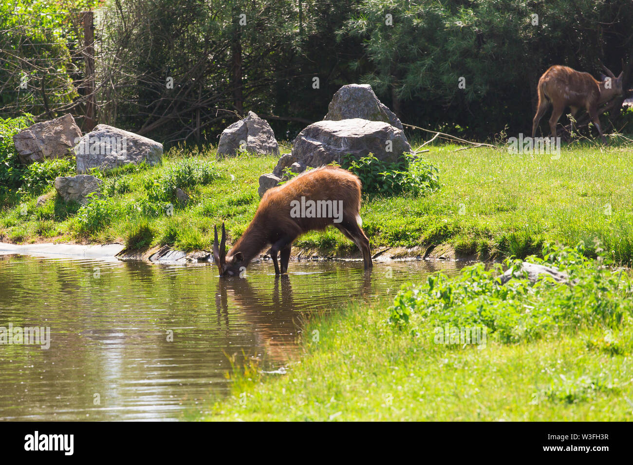 A young male deer buck drinks from a lake Stock Photo - Alamy