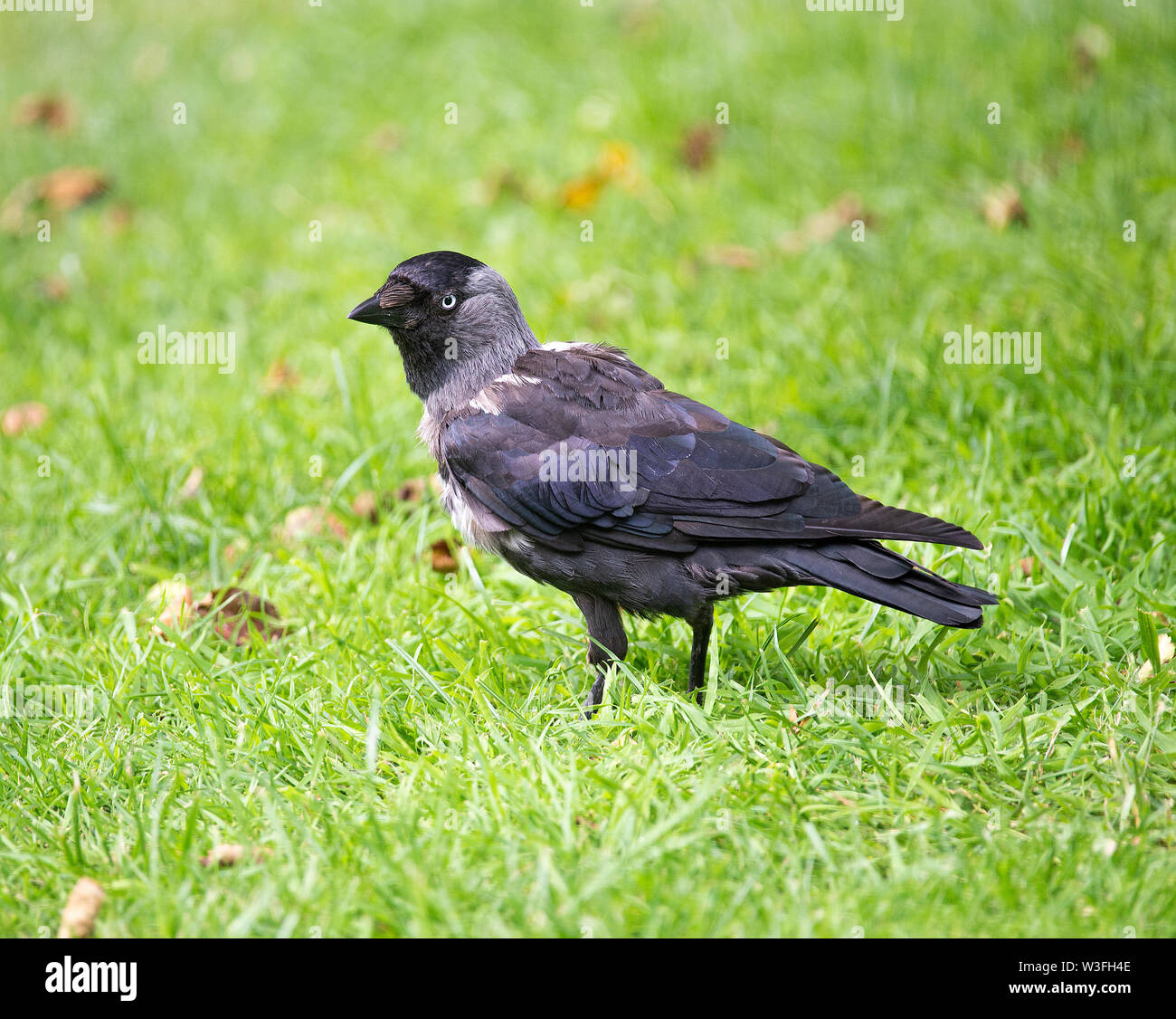 Partially albino hi-res stock photography and images - Alamy