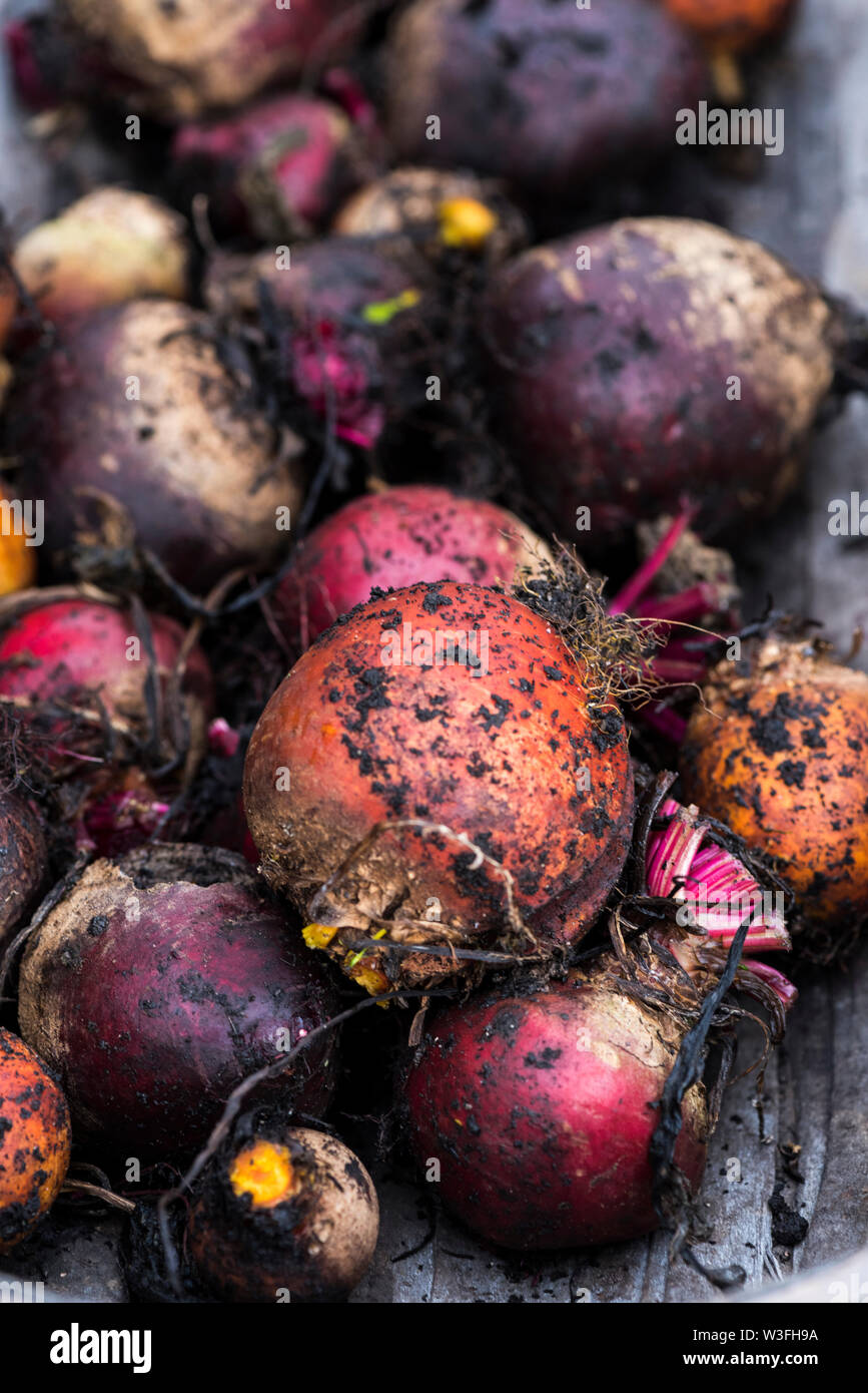 Muddy vegetables hi-res stock photography and images - Alamy