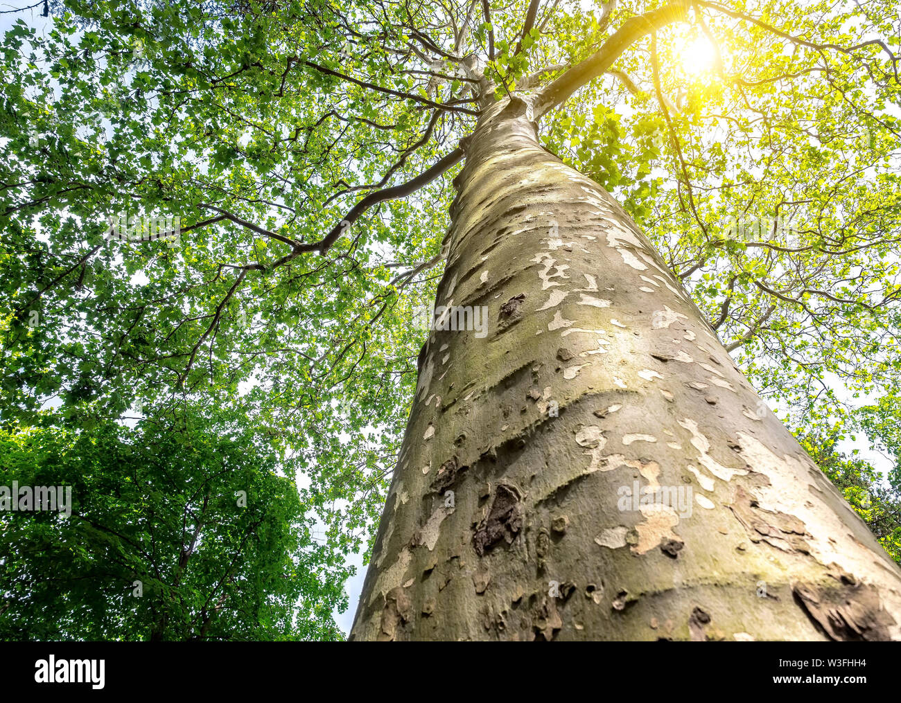 Bottom view to the tree top of a huge Plane tree or Platanus in jungle ...