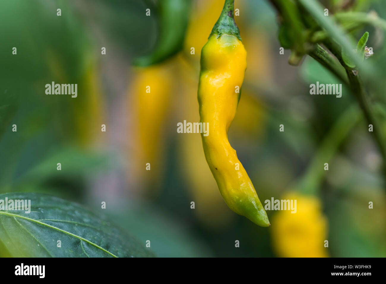 Chilli garden hi-res stock photography and images - Alamy