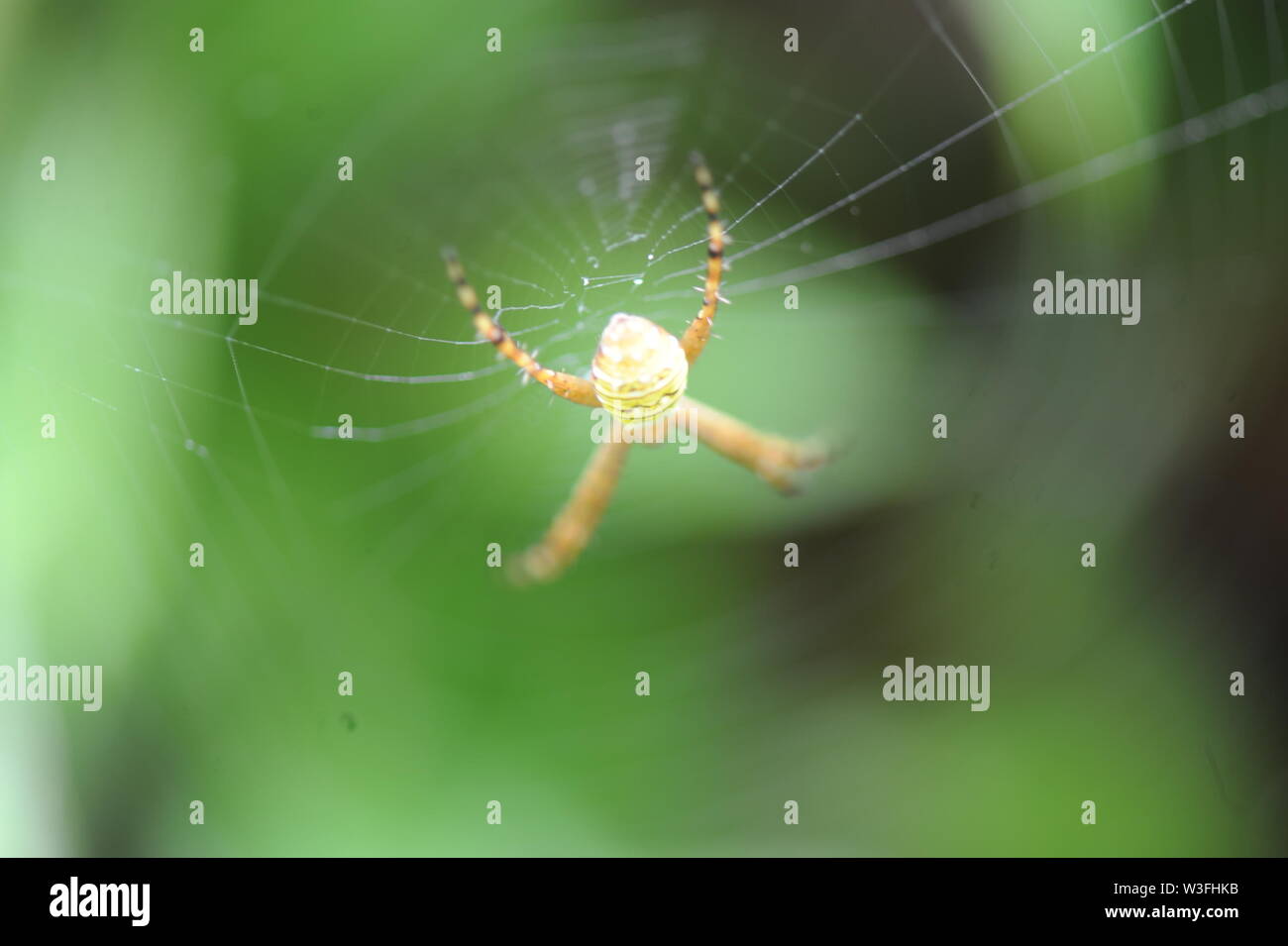 Spider weaving an intricate web Stock Photo - Alamy