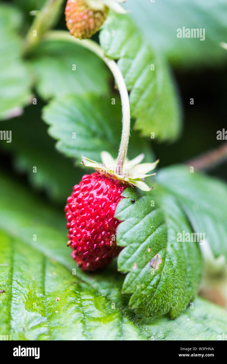 Alpine strawberry hi-res stock photography and images - Alamy