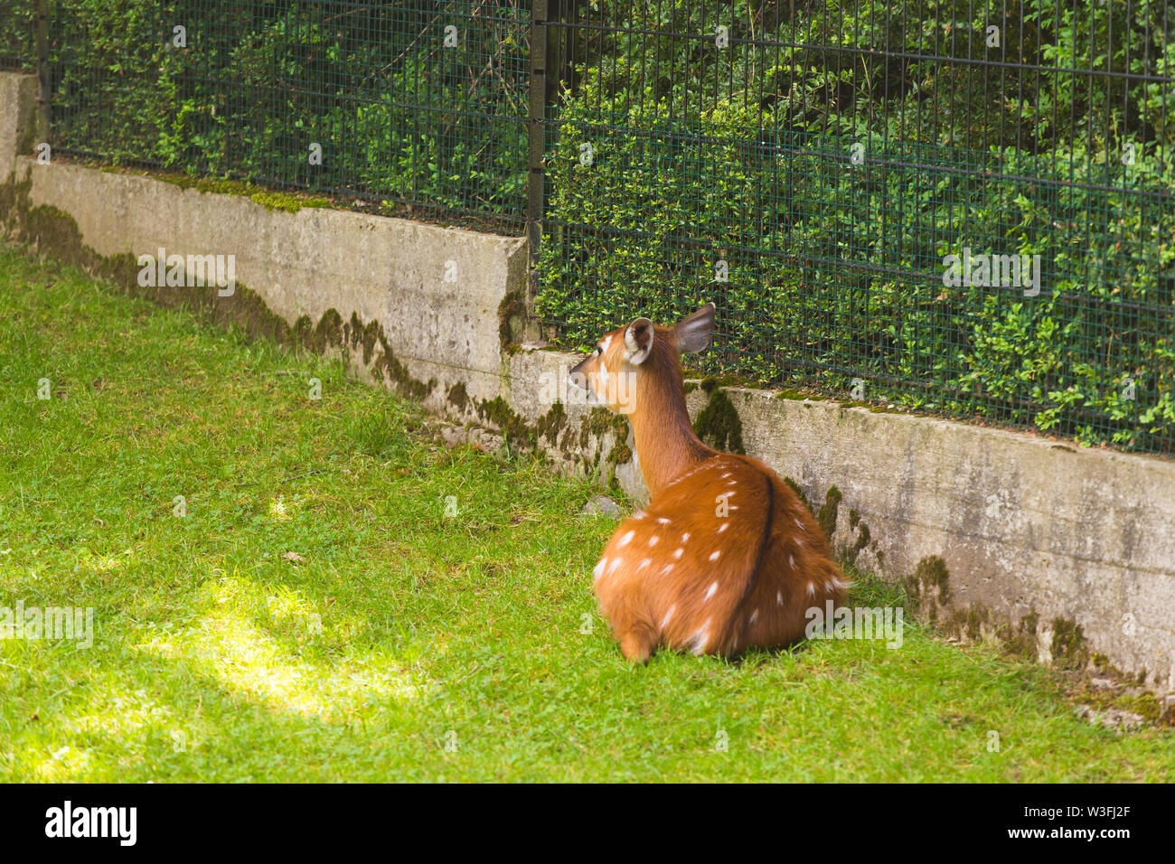Back view of roe deer on the meadow. Zoo, wild animals and mammal ...