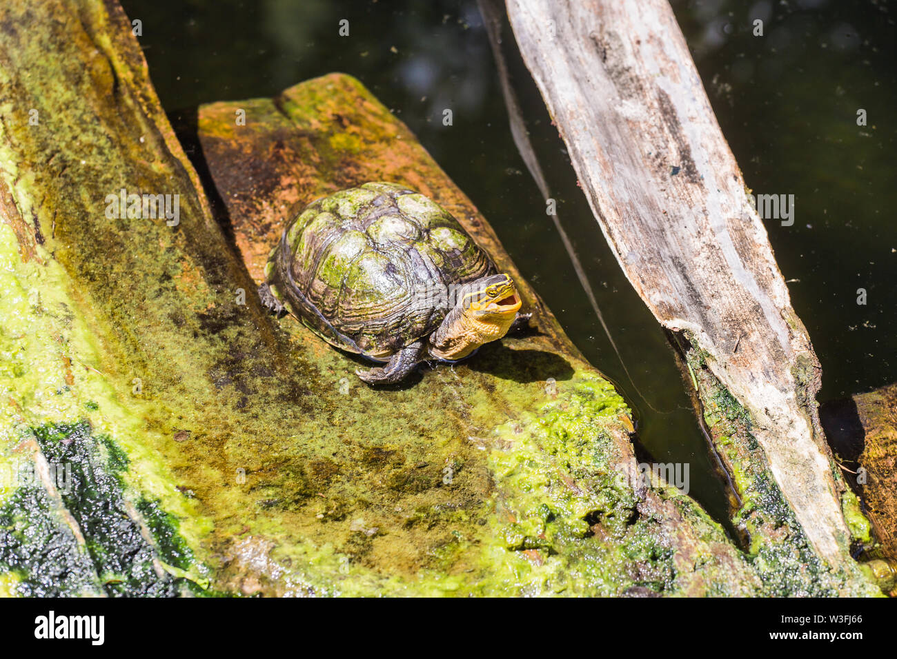 Top View Of A Funny Old Turtle Sitting On On A Wooden Platform Next To
