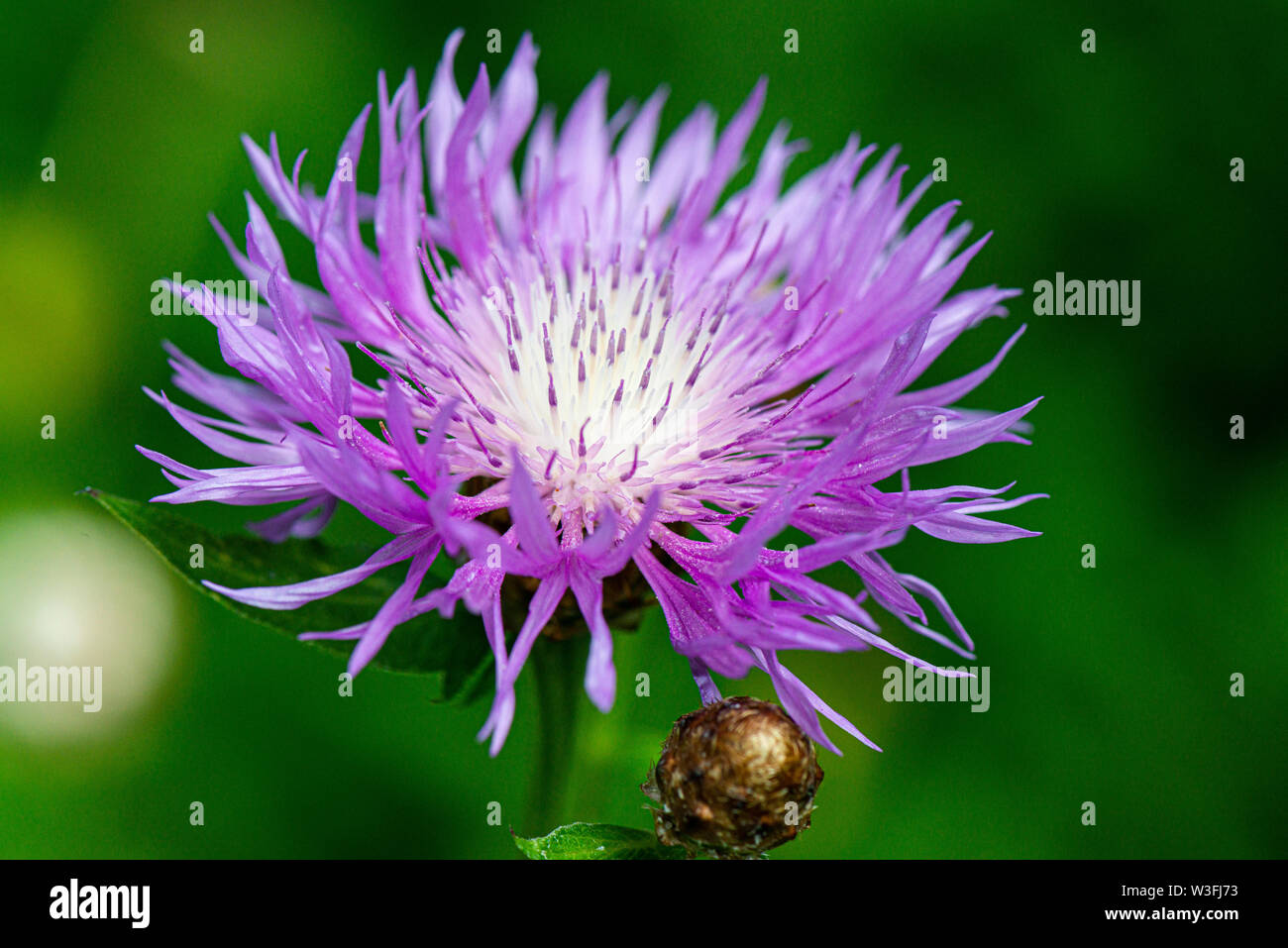The flower of a knapweed 'John Coutts' (Centaurea 'John Coutts' Stock ...