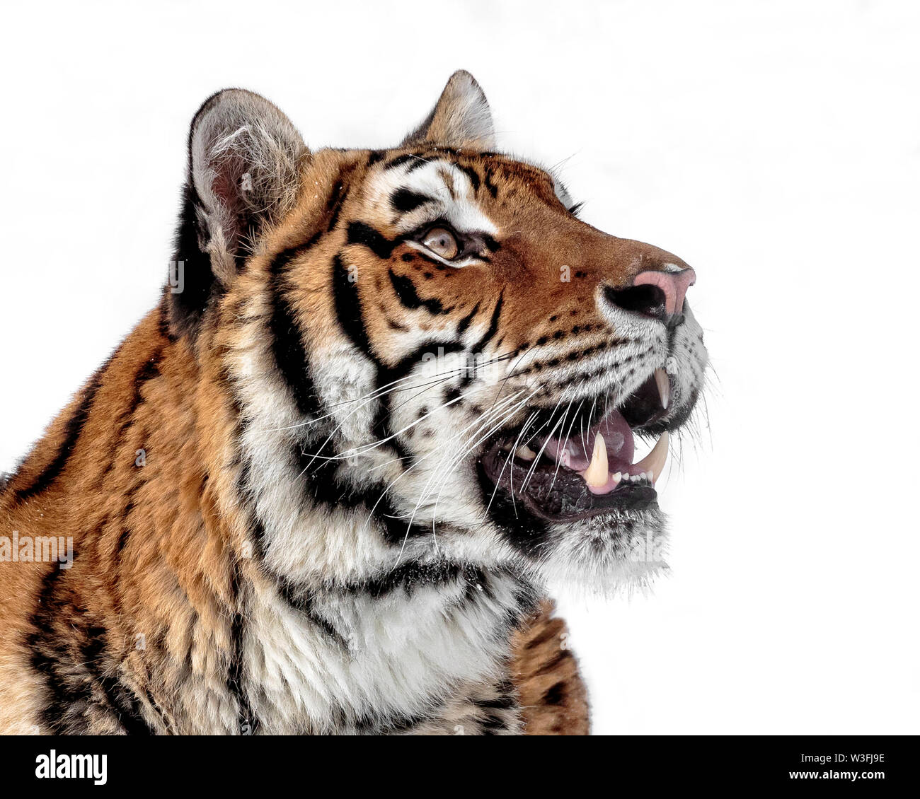 The Siberian tiger is the largest of the big cats and can weigh up to ...