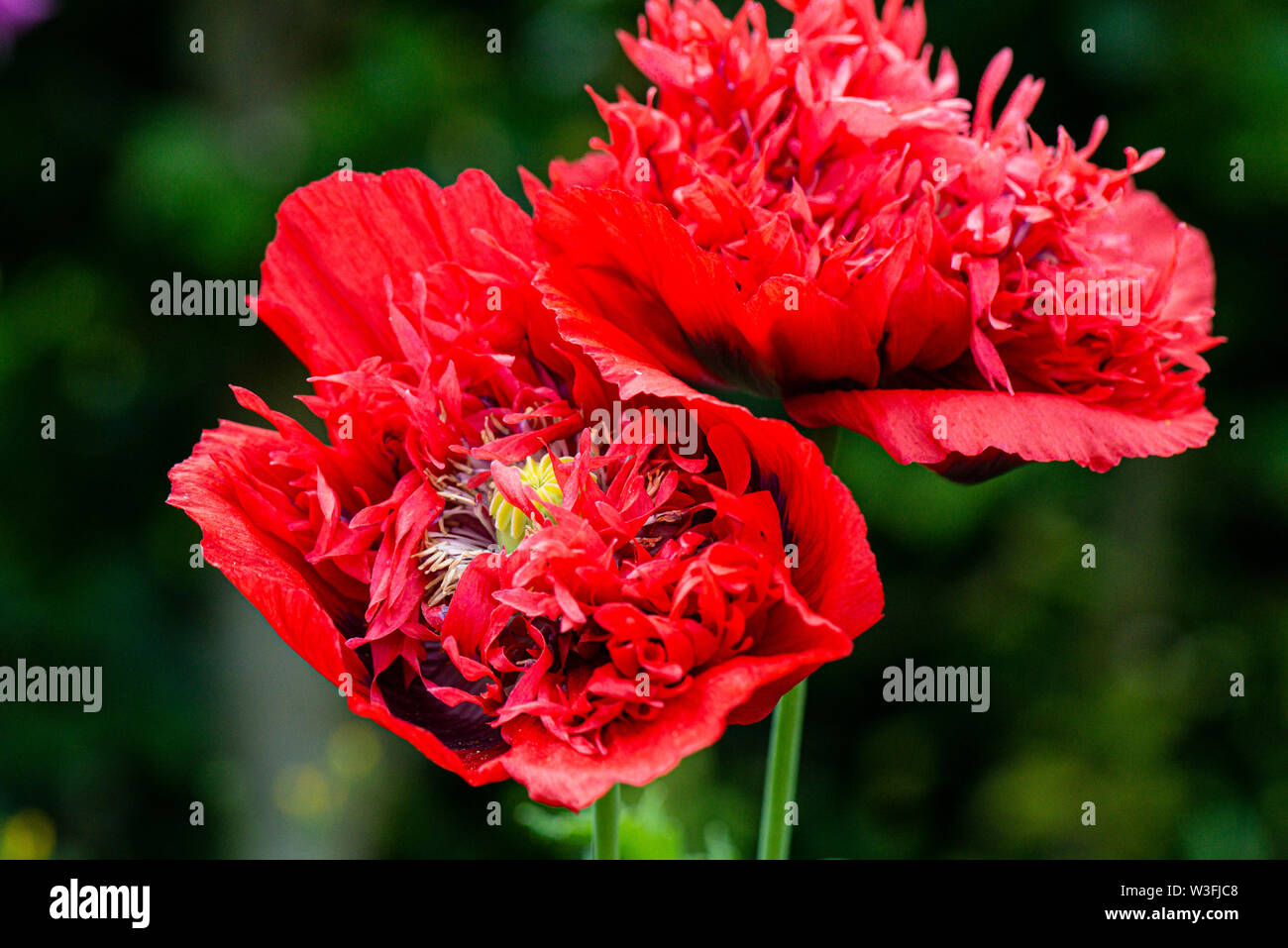 Fringed poppy hi-res stock photography and images - Alamy