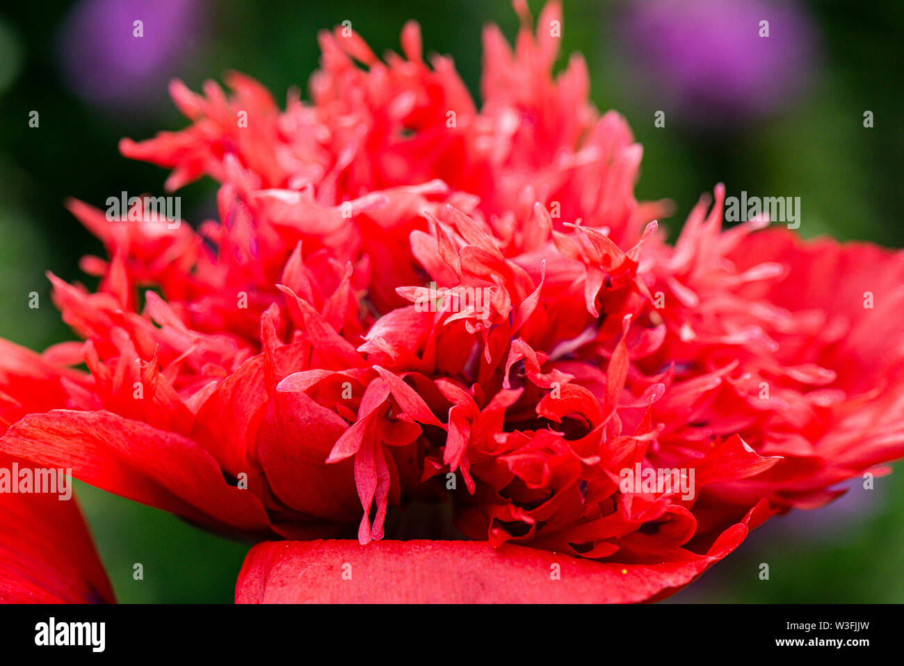 Fringed poppy hi-res stock photography and images - Alamy