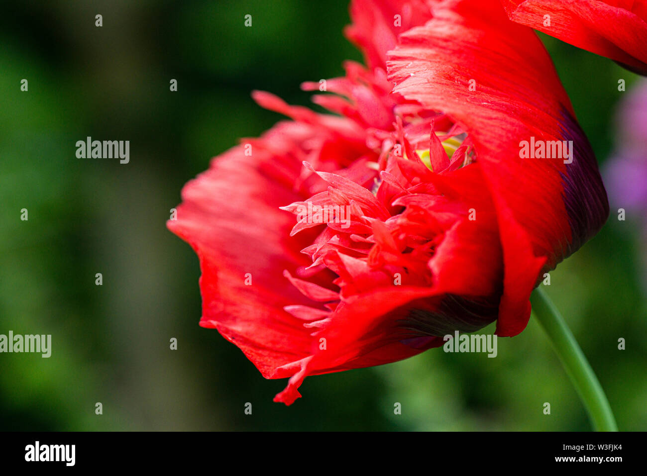 Fringed poppy hi-res stock photography and images - Alamy