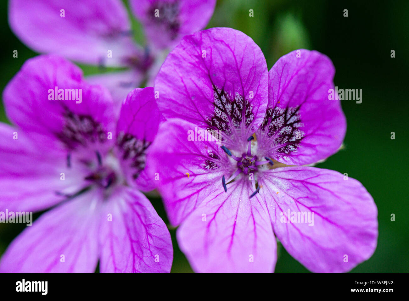 The magenta-purple flowers of a Manescau storksbill (Erodium manescavii ...
