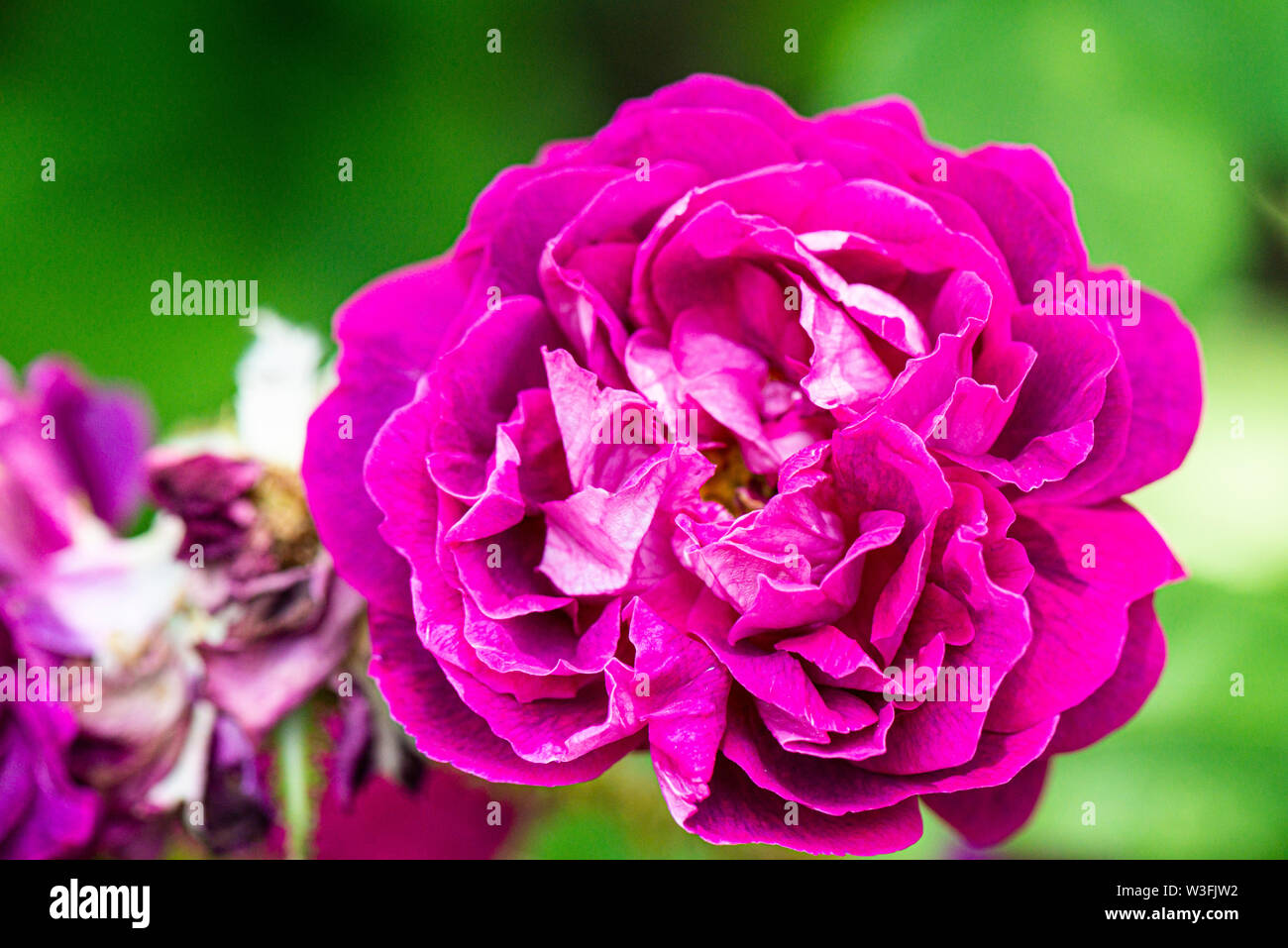 The flower of a rose 'William Lobb' (Rosa 'William Lobb' Stock Photo ...