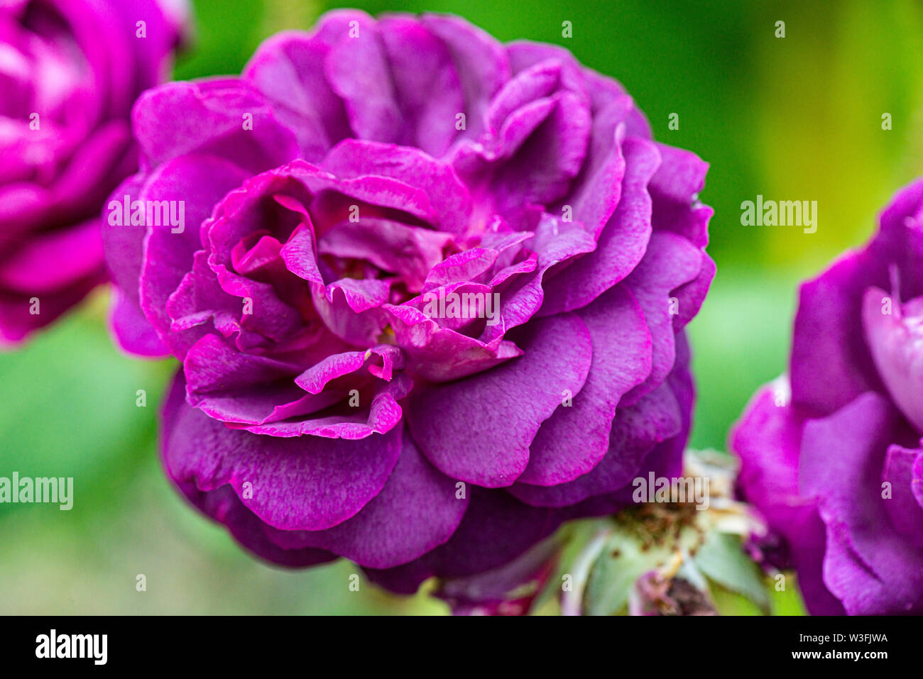 The flower of a rose 'William Lobb' (Rosa 'William Lobb' Stock Photo ...