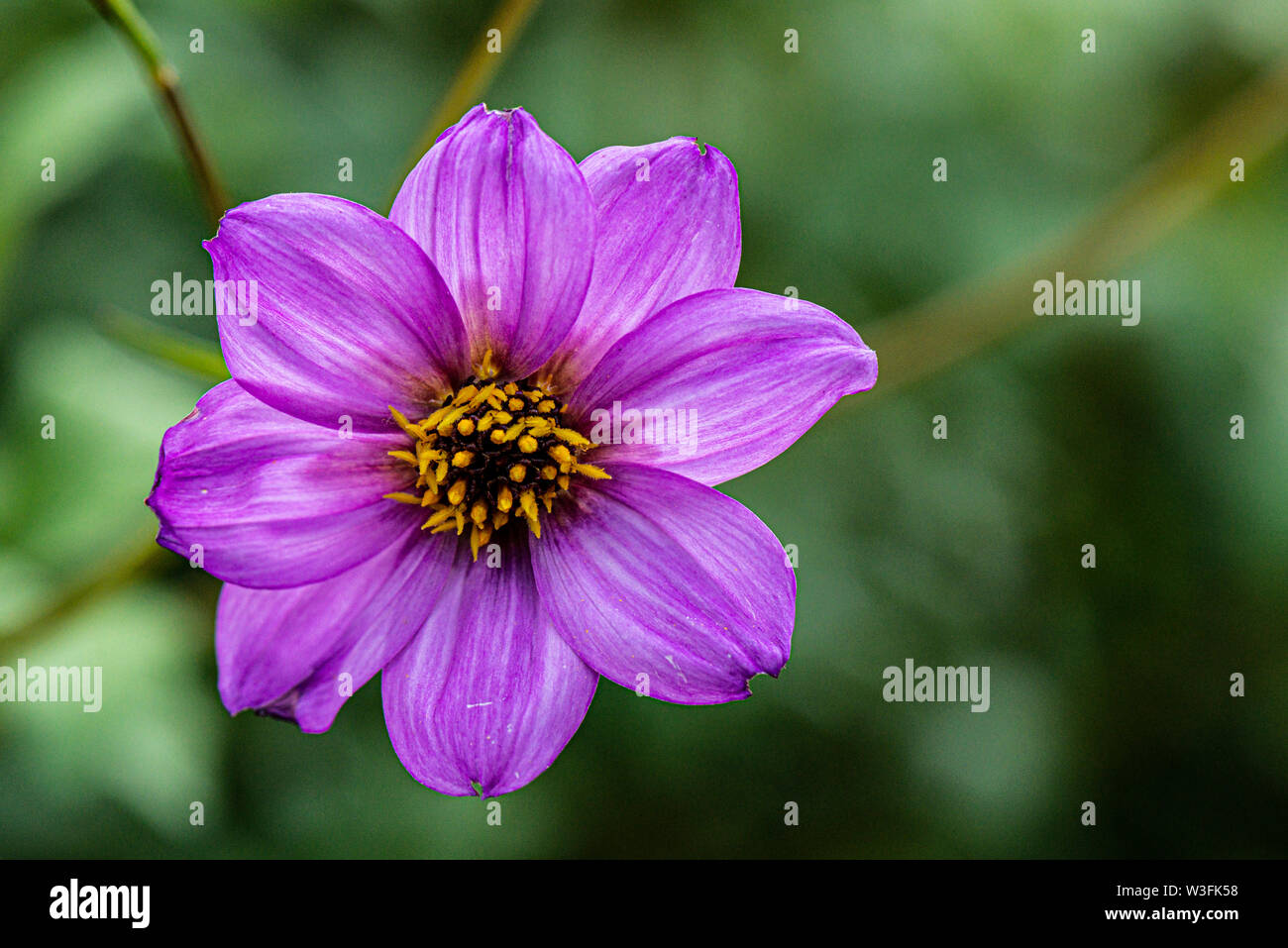 Single flowered dahlia hi-res stock photography and images - Alamy