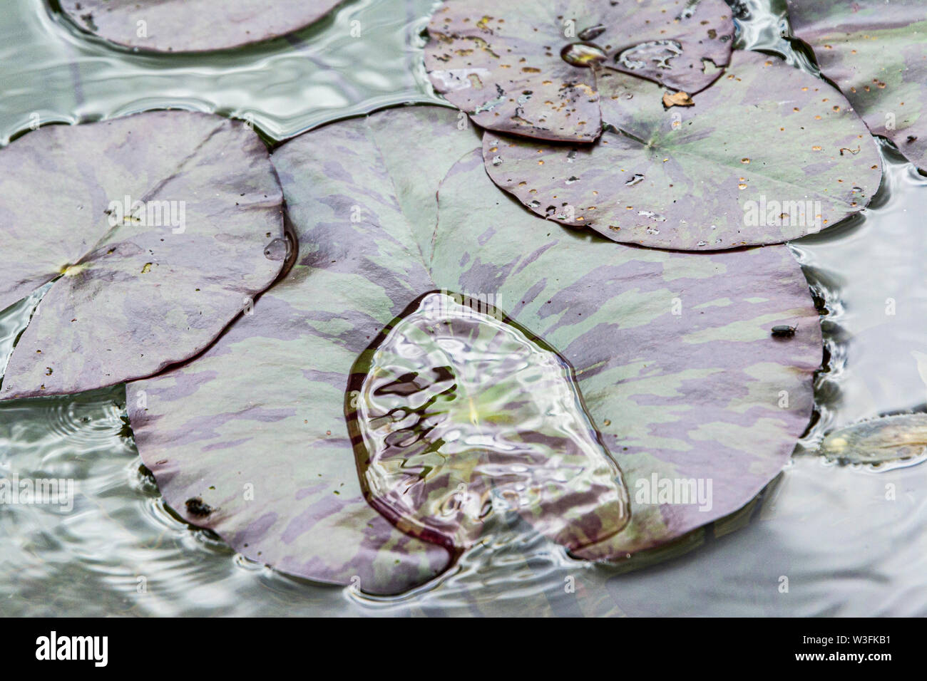 Lilypad pond hi-res stock photography and images - Alamy