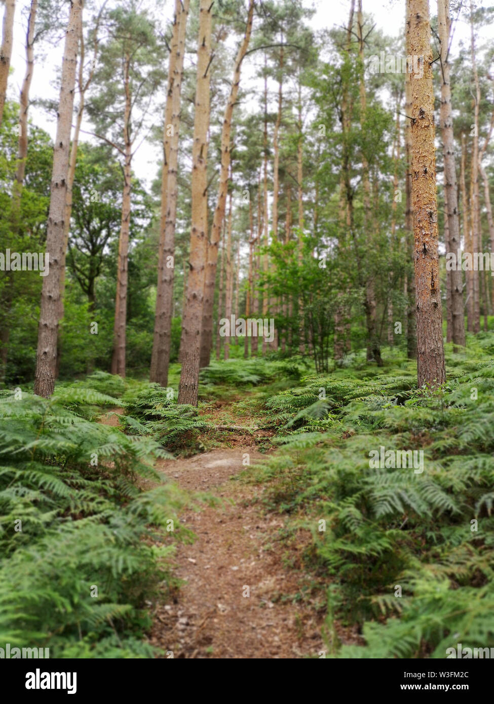 Furr tree hi-res stock photography and images - Alamy