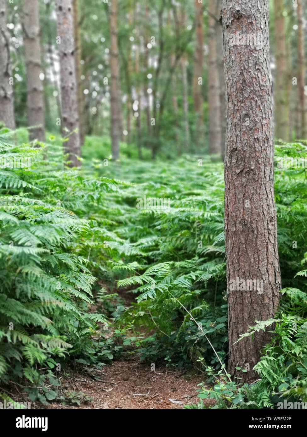 Furr tree hi-res stock photography and images - Alamy