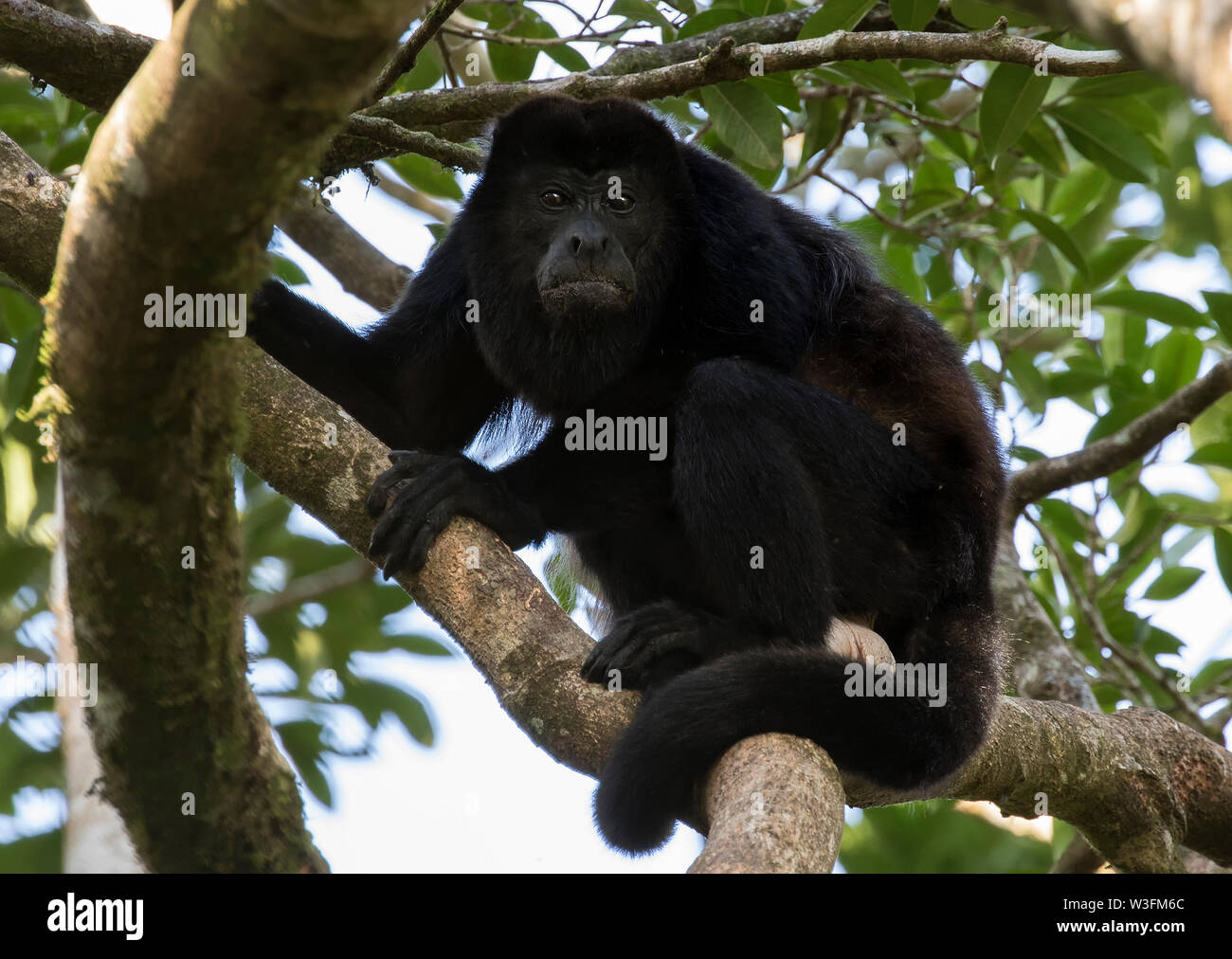 Mantled Howler Monkey Stock Photo - Alamy
