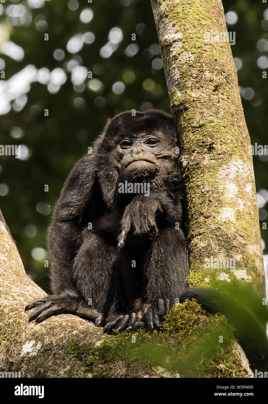 Mantled Howler Monkey Stock Photo - Alamy